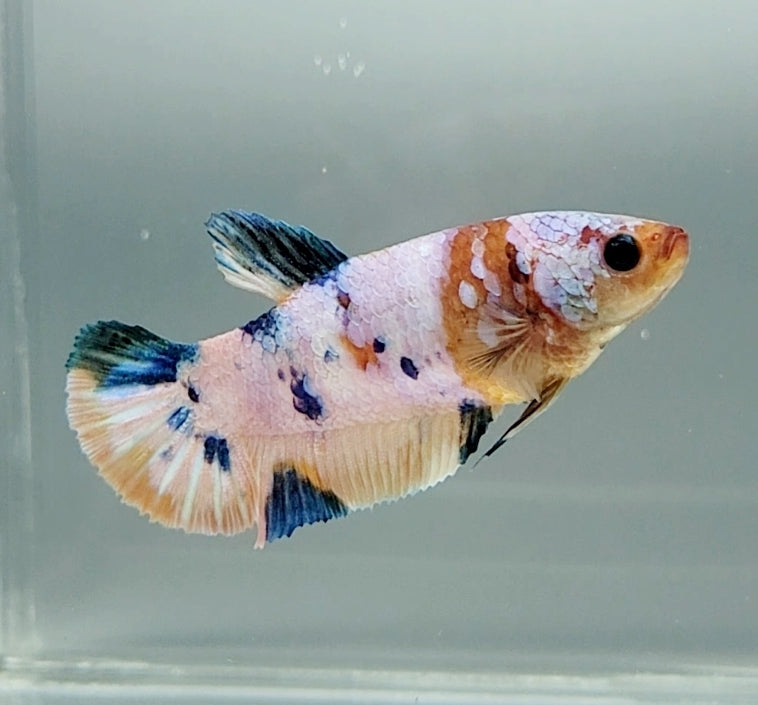 Galaxy Koi Female Betta Fish GK-1434 — JV Betta