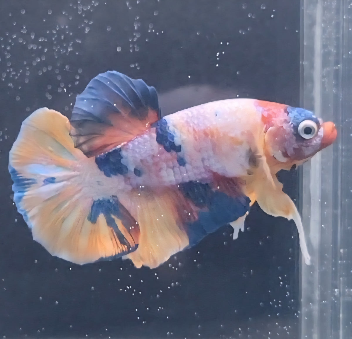 Galaxy Koi Betta Fish Male GK-1648 — JV Betta