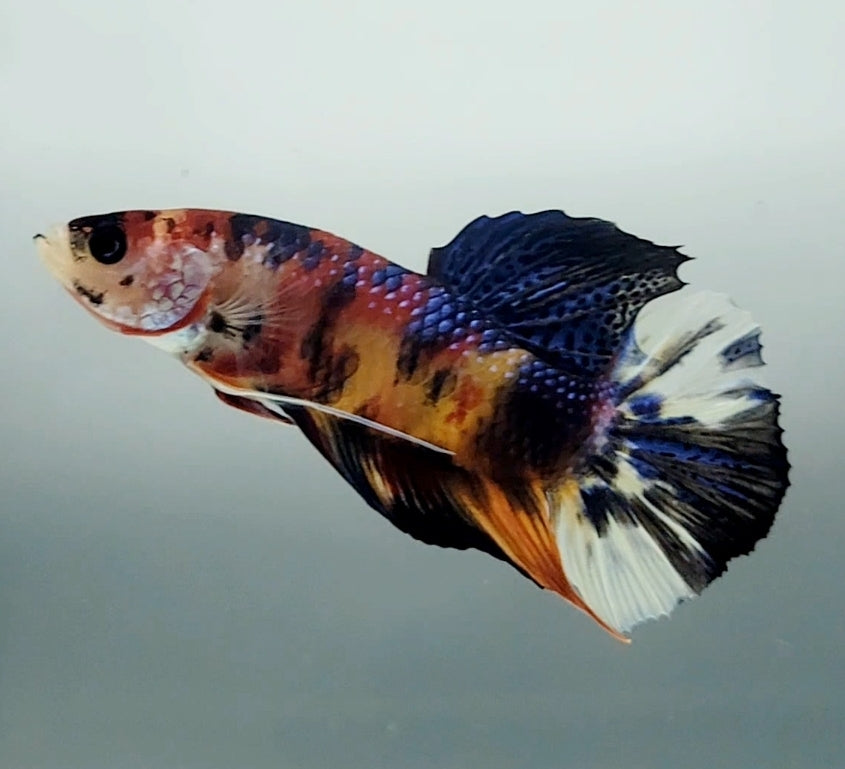 Giant Betta Fish | Giant Betta Fish for Sale — JV Betta