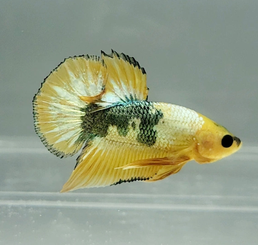 Male Betta Fish | Male Betta Fish for Sale — JV Betta