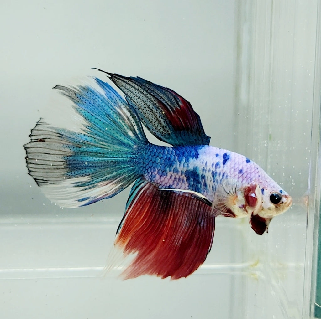 Half Moon Betta | Half Moon Betta Fish for Sale — JV Betta
