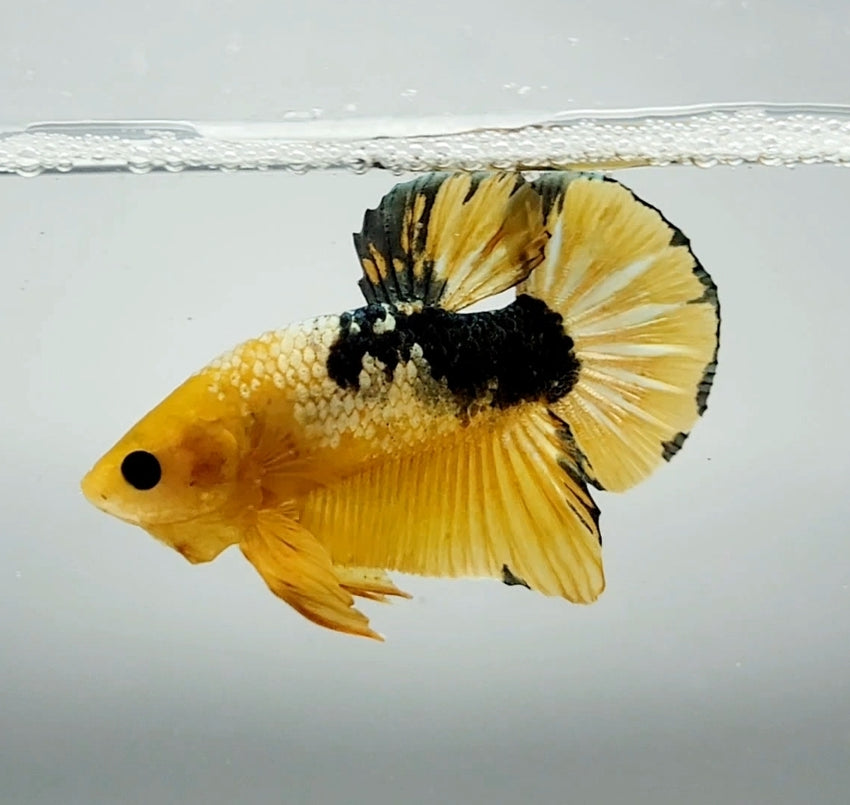 Male Betta Fish | Male Betta Fish for Sale — JV Betta