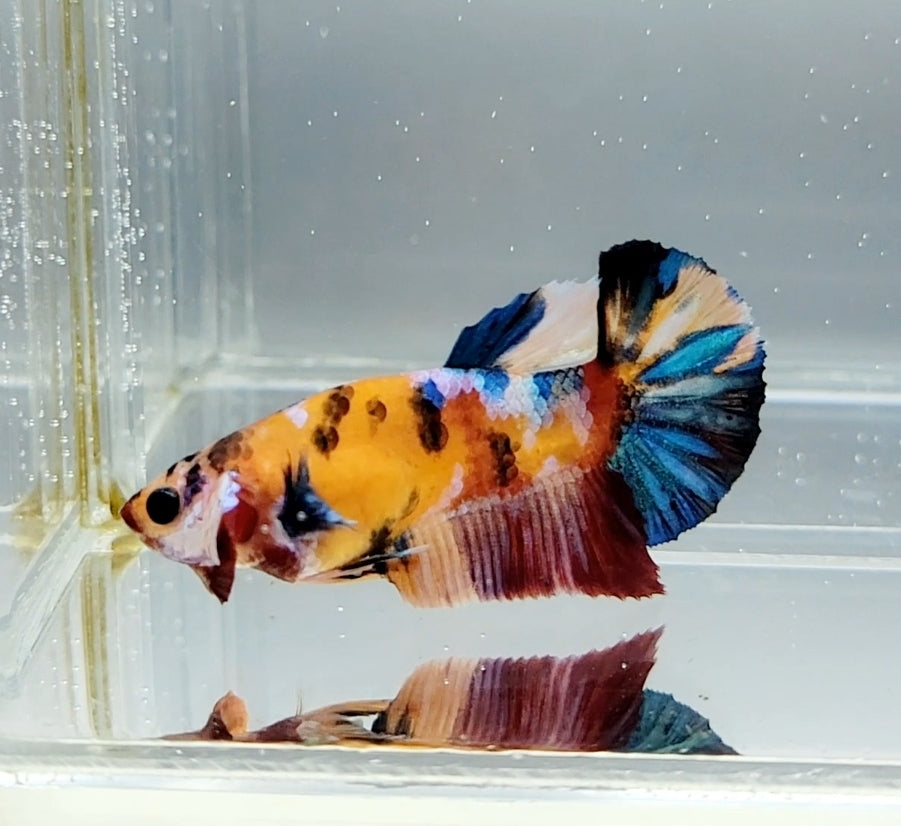 Galaxy Koi Female Betta Fish GK-1378 — JV Betta