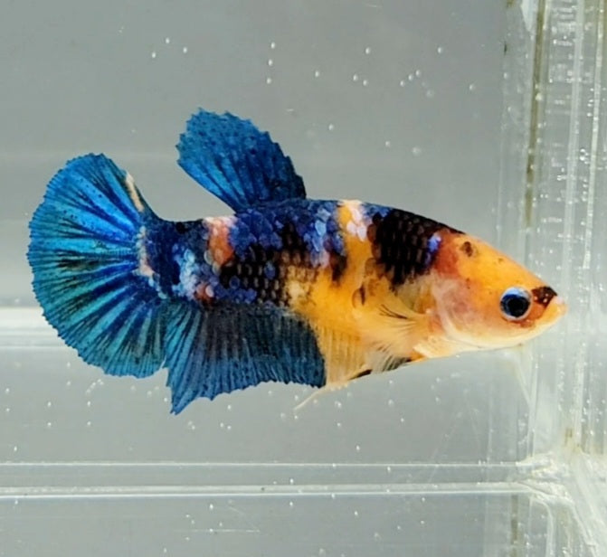 Galaxy Koi Female Betta Fish GK-1446 — JV Betta