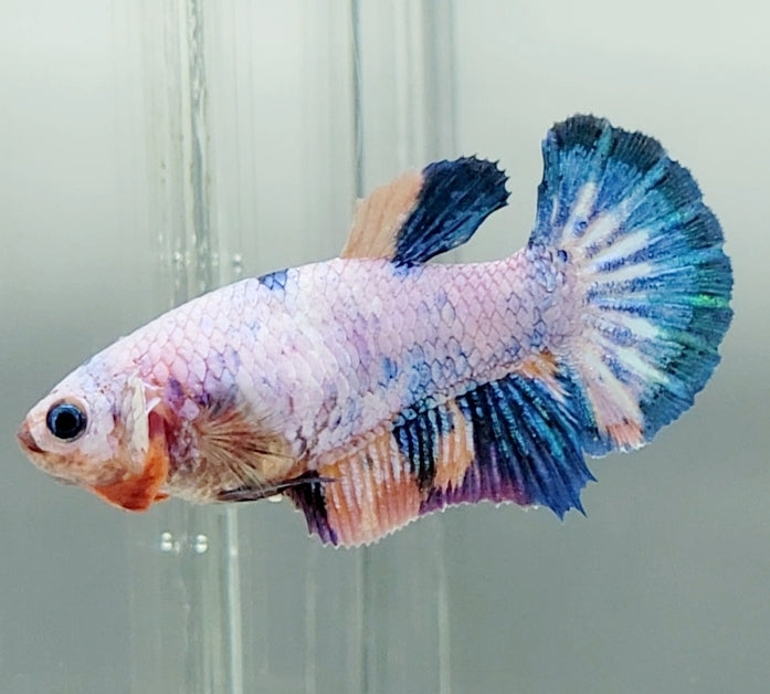 Galaxy Koi Female Betta Fish GK-1606 — JV Betta