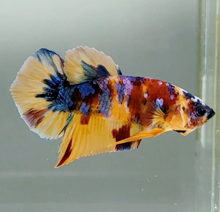 Galaxy Koi Male Betta Fish GK-1451 — JV Betta