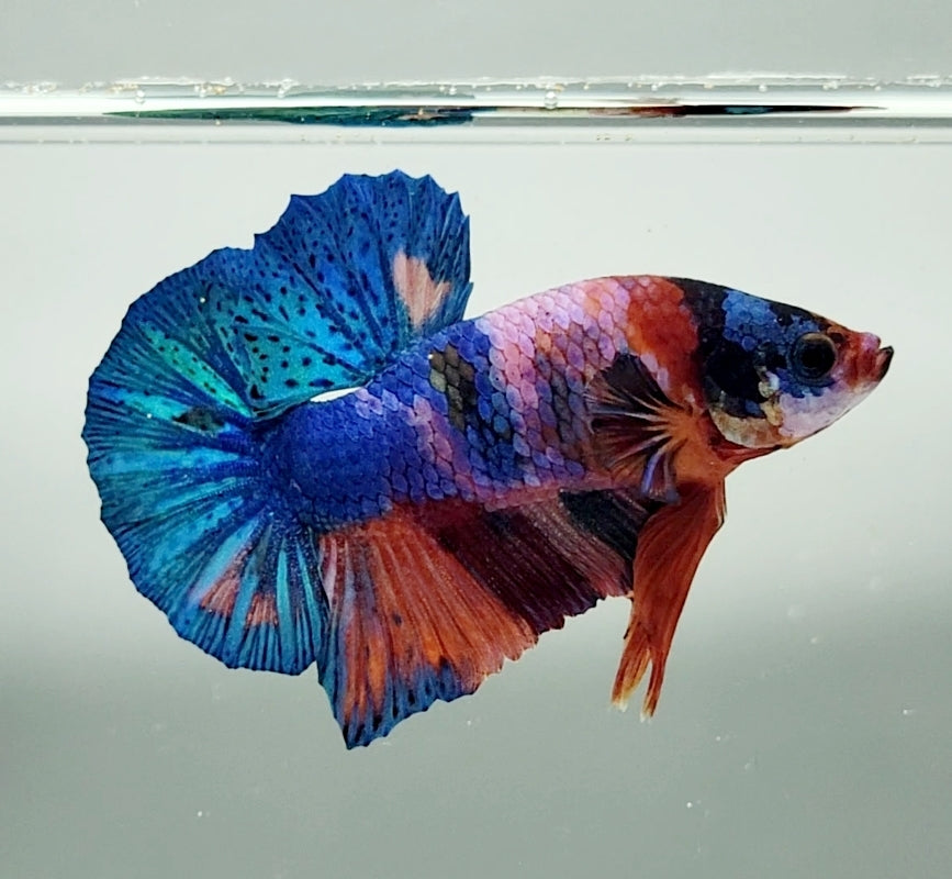 Galaxy Koi Male Betta Fish GK-1429 — JV Betta