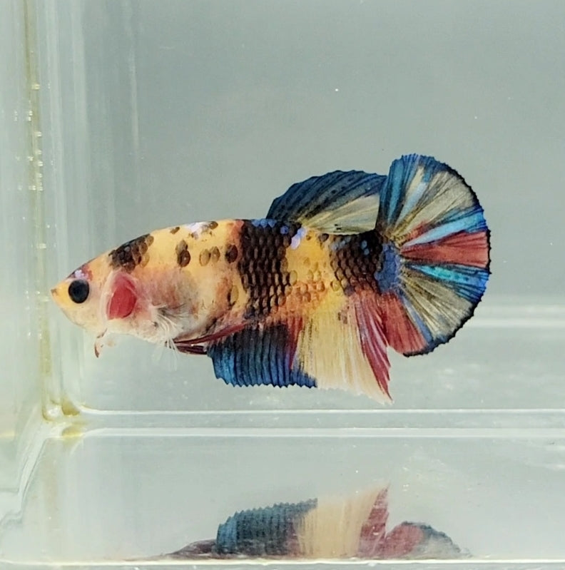 Galaxy Koi Female Betta Fish GK-1349 — JV Betta