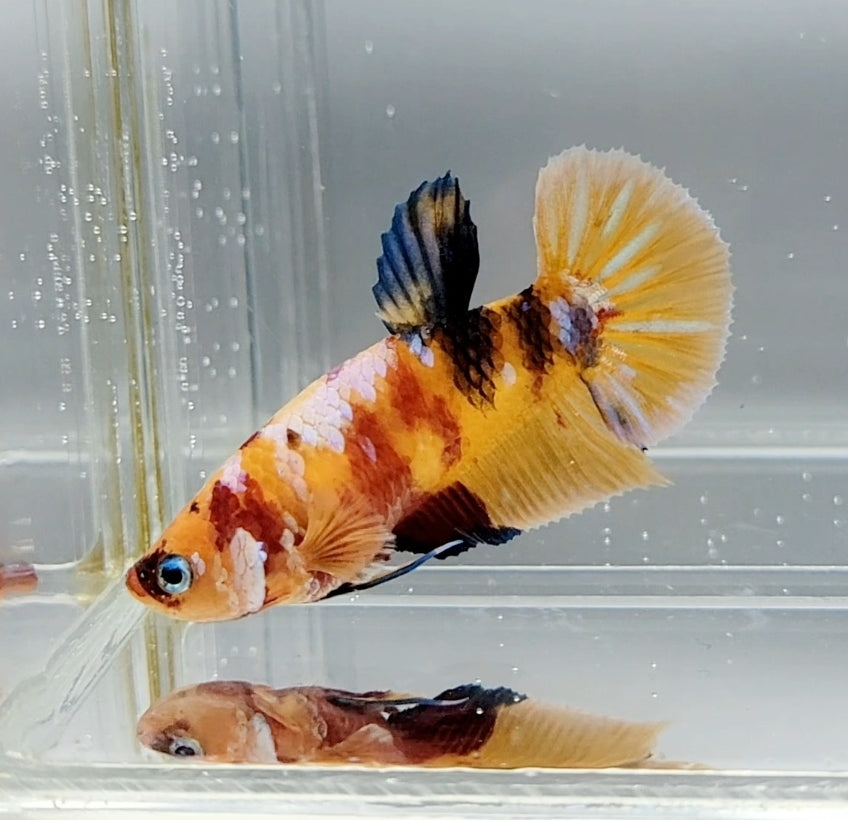 Galaxy Koi Female Betta Fish GK-1381 — JV Betta