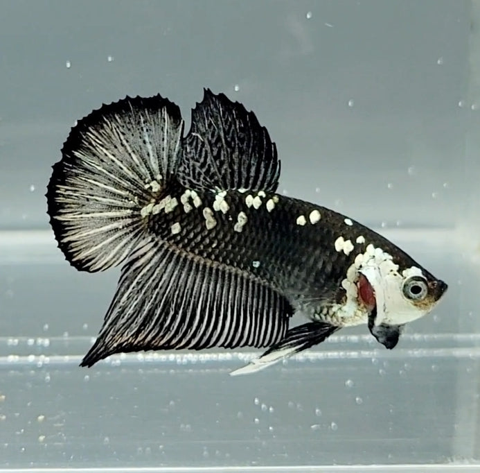 Black Mamba Betta Fish Male BM-1508 — JV Betta
