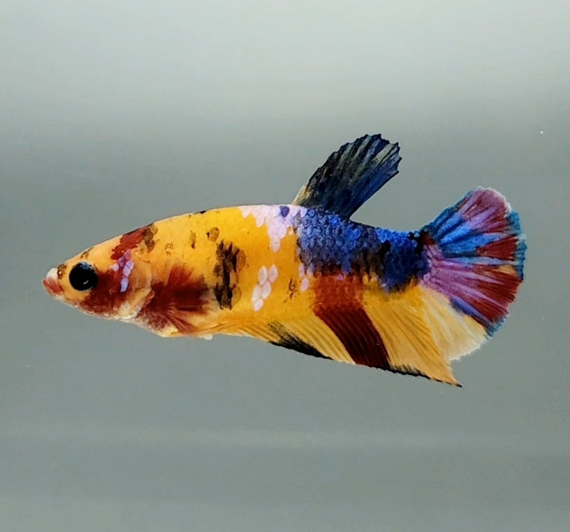 Galaxy Koi Female Betta Fish GK-1427 — JV Betta