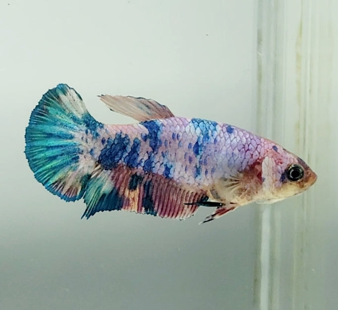 Galaxy Koi Betta Fish Female GK-1531 — JV Betta