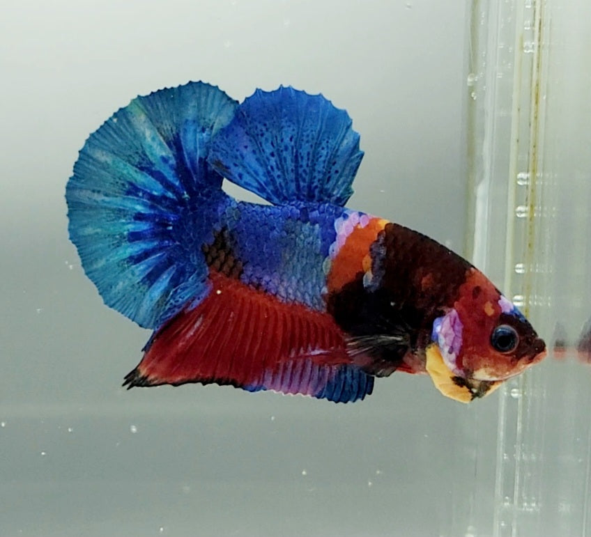 Galaxy Koi Male Betta Fish GK-1430 — JV Betta