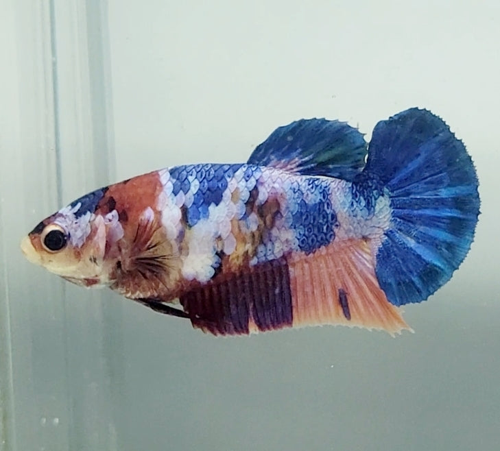 Galaxy Koi Female Betta Fish GK-1591 — JV Betta