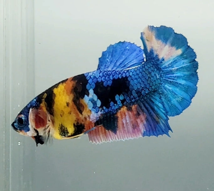 Galaxy Koi Female Betta Fish GK-1565 — JV Betta