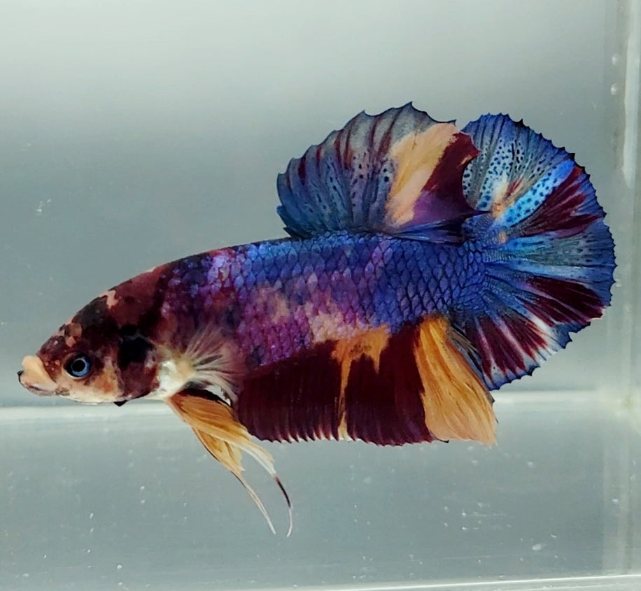 Male Betta Fish | Male Betta Fish for Sale — JV Betta