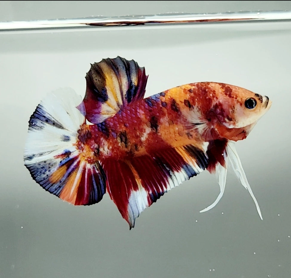 Giant Galaxy Koi Male Betta Fish GK-1454 — JV Betta