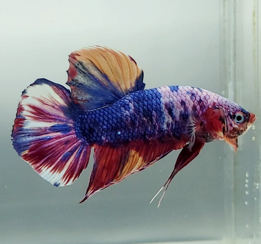 Giant Betta Fish | Giant Betta Fish for Sale — JV Betta