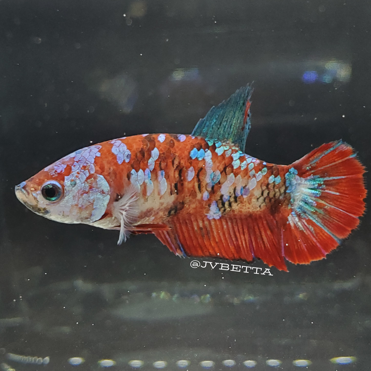 Galaxy Koi Female Betta Fish GK0020 — JV Betta