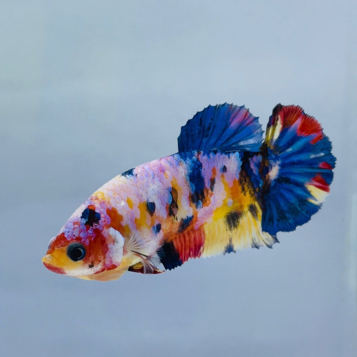 Candy Galaxy Koi Female Betta Fish GK-0585 — JV Betta