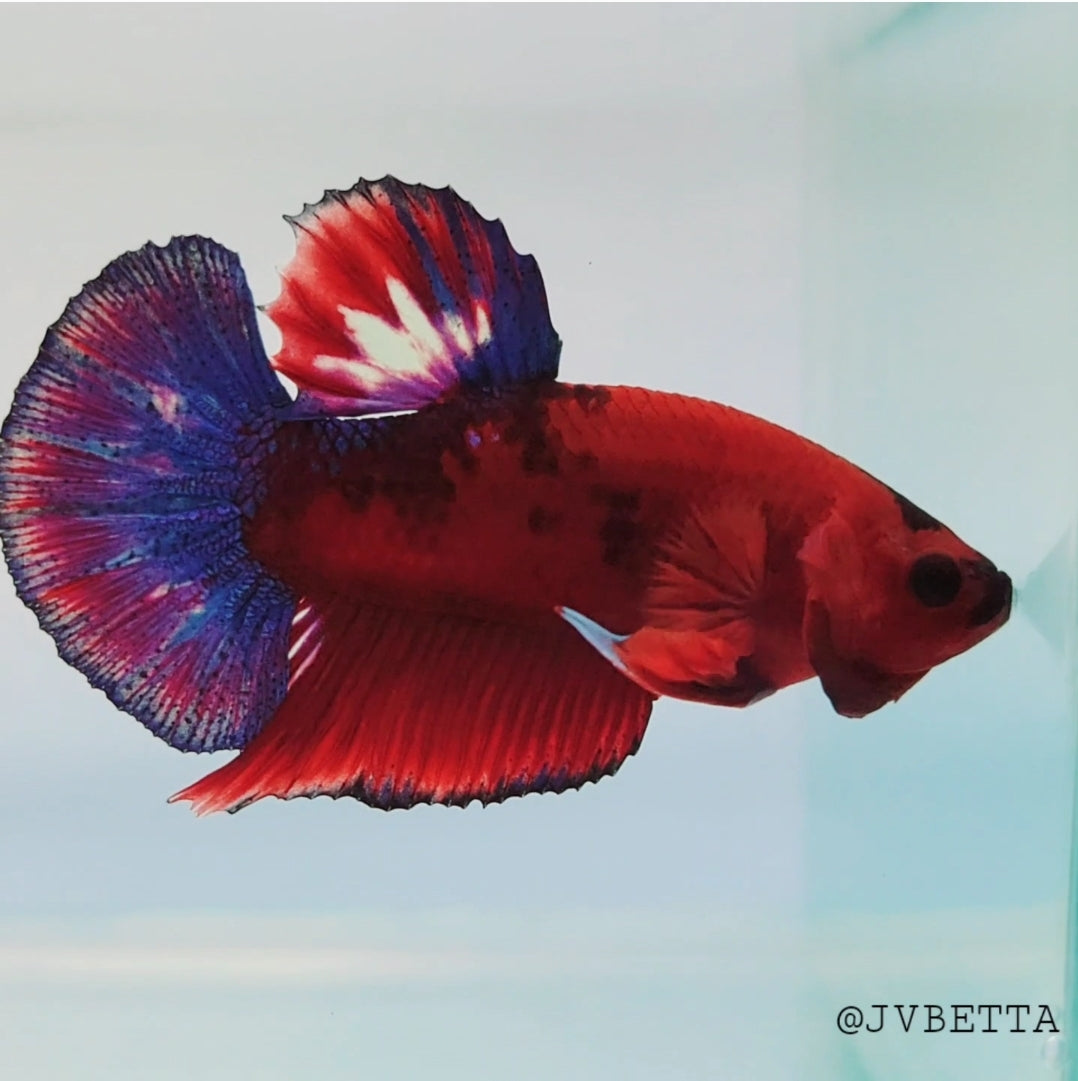 Hellboy Male Betta Fish HB-0082 — JV Betta