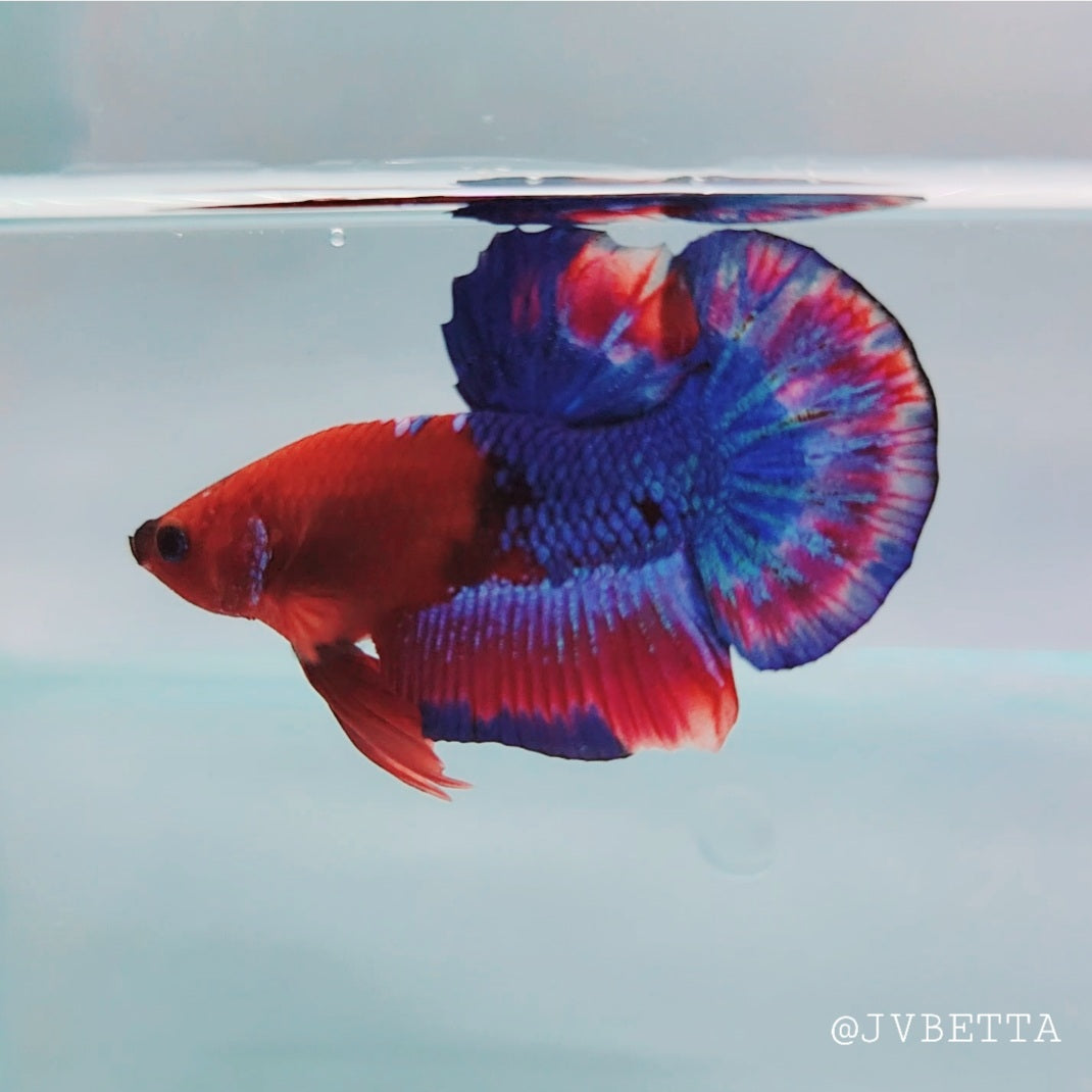 Hellboy Male Betta Fish HB-0088 — JV Betta