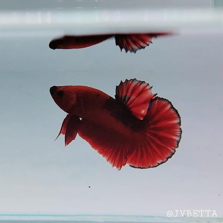 Hellboy Male Betta Fish HB-0090 — JV Betta