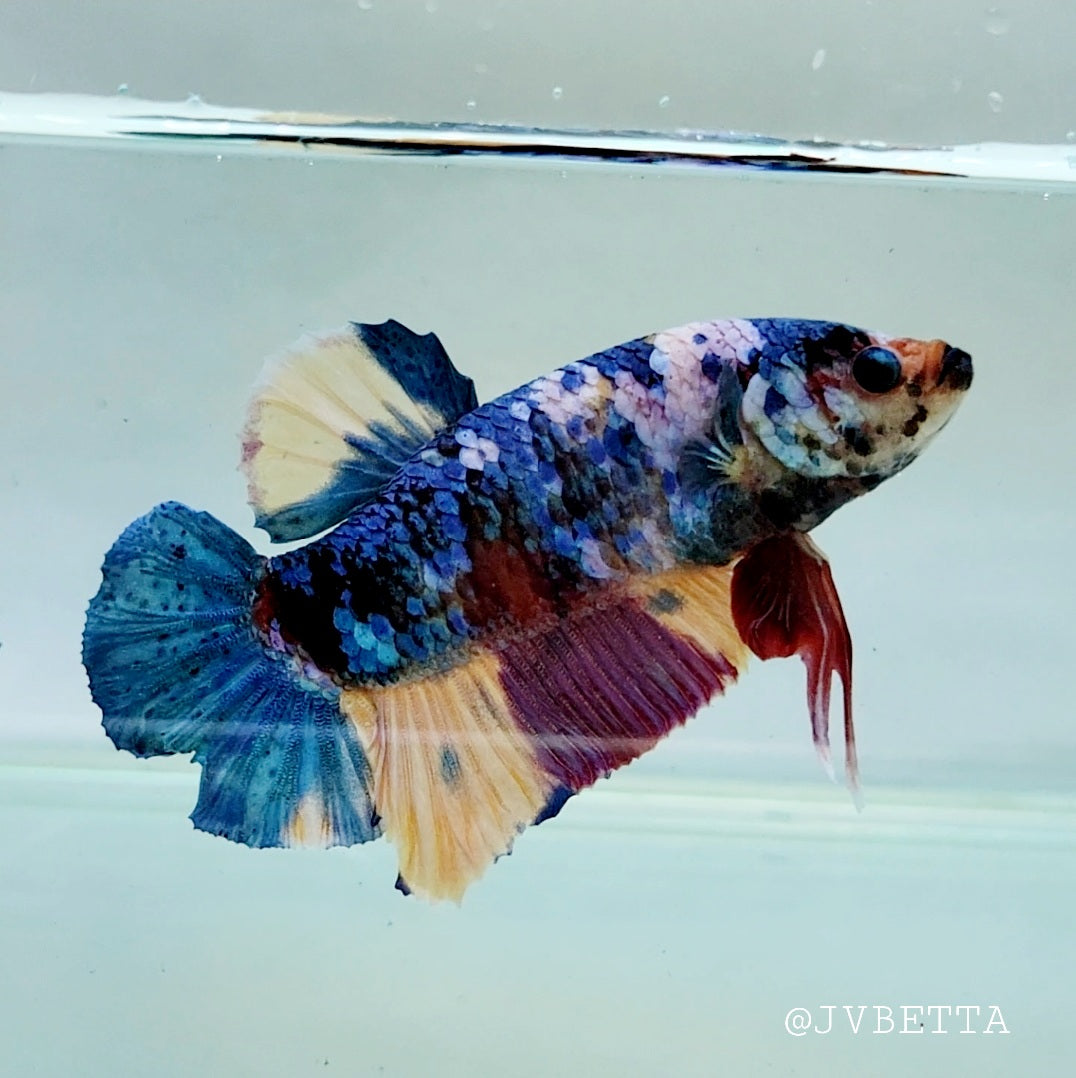 Galaxy Koi Female Betta Fish GK-0123 — JV Betta