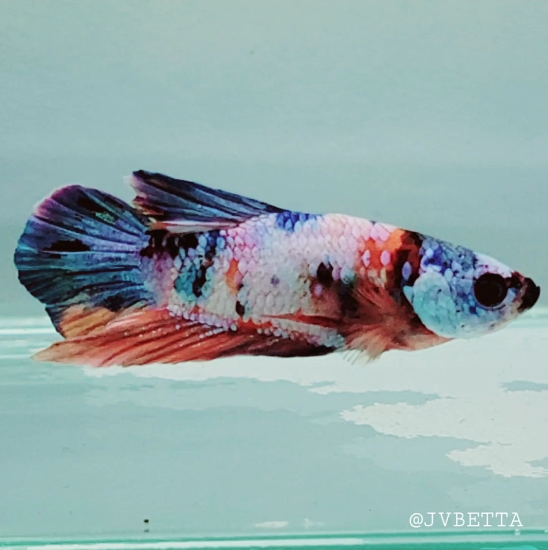 Galaxy Koi Female Betta Fish GK-0148 — JV Betta