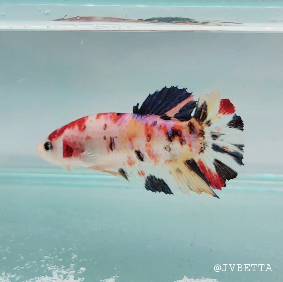 Giant Galaxy Koi Female Betta Fish GB-0160 — JV Betta