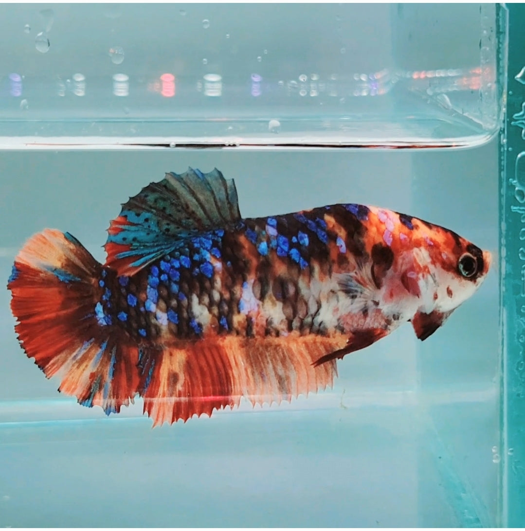 Giant Galaxy Koi Female Betta Fish GB-0168 — JV Betta