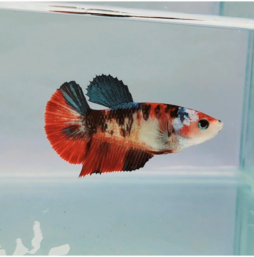 Galaxy Koi Female Betta Fish GK-0178 — JV Betta