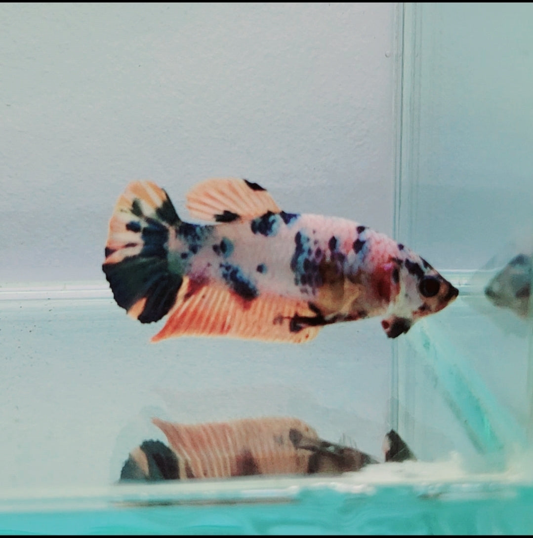 Galaxy Koi Female Betta Fish GK-0181 — JV Betta
