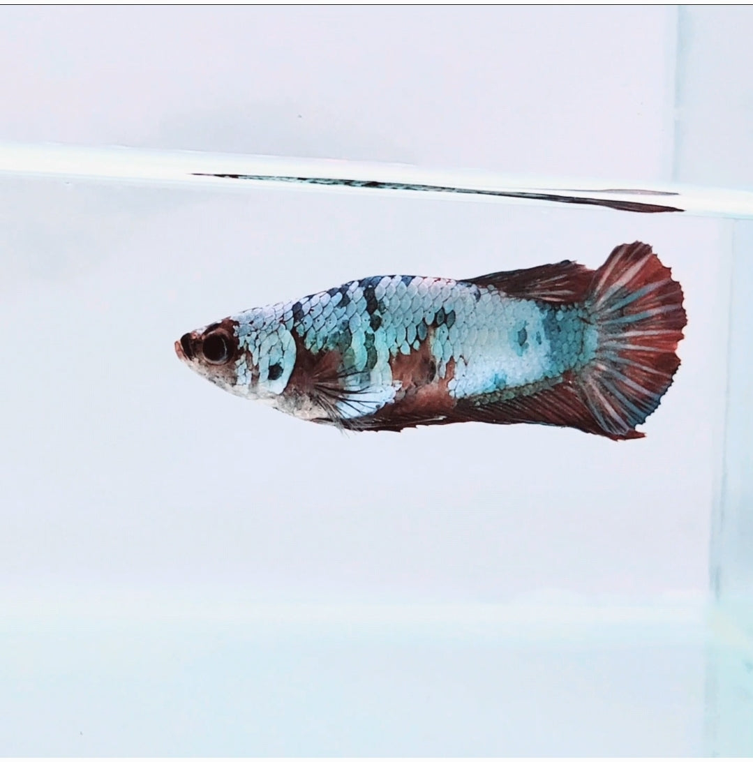 Galaxy Koi Female Betta Fish GK-0183 — JV Betta