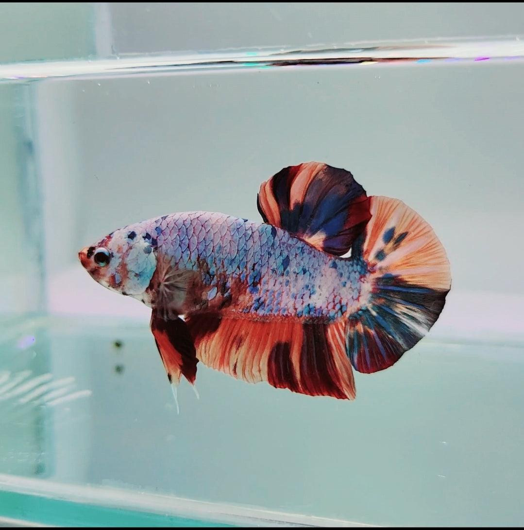Giant Galaxy Koi Female Betta Fish GB-0193 — JV Betta