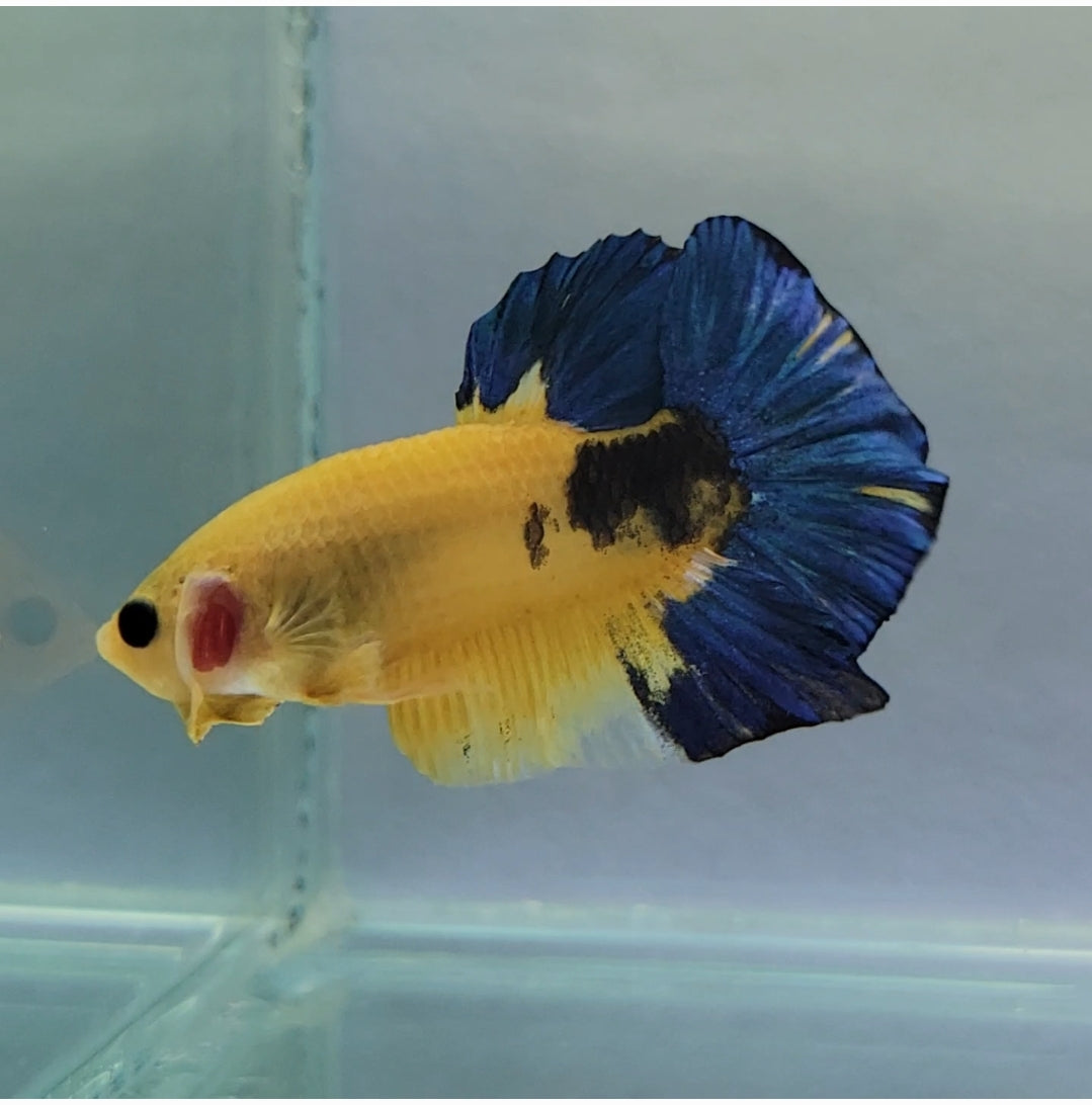 Yellow Hellboy Male Betta Fish YH-0204 — JV Betta