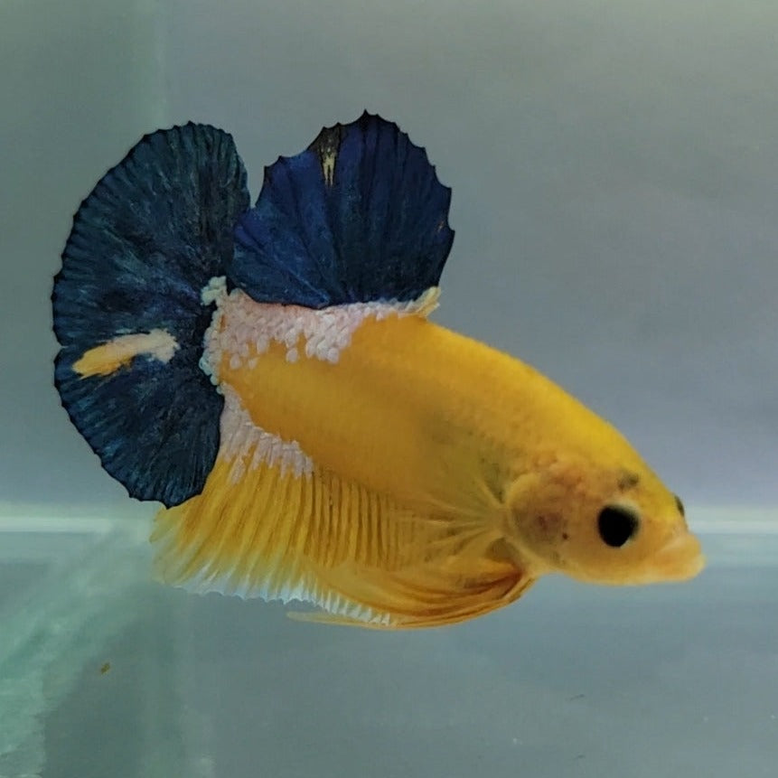 Yellow Hellboy Male Betta Fish YH-0205 — JV Betta