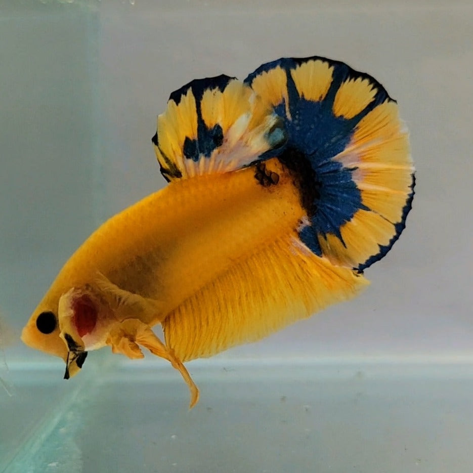 Yellow Hellboy Male Betta Fish YH-0210 — JV Betta