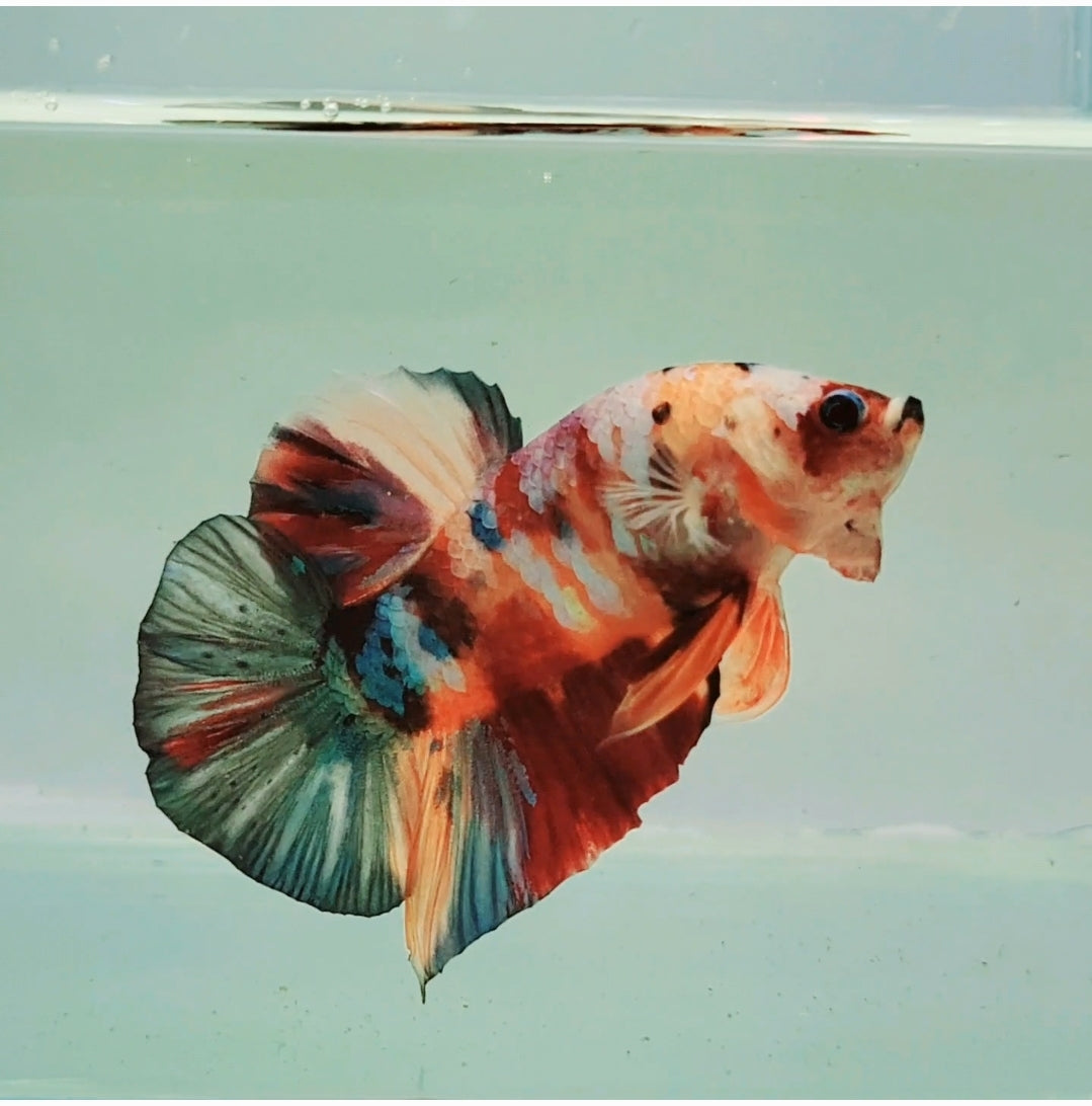 Giant Galaxy Koi Male Betta Fish GB-0216 — JV Betta