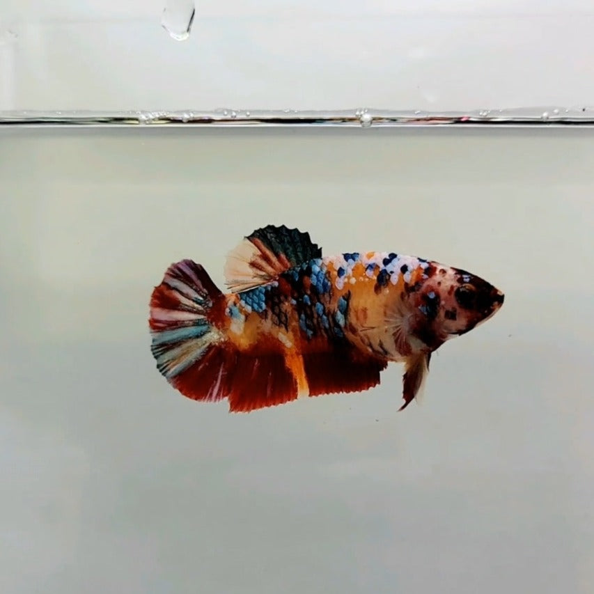 Galaxy Koi Female Betta Fish GK-0269 — JV Betta