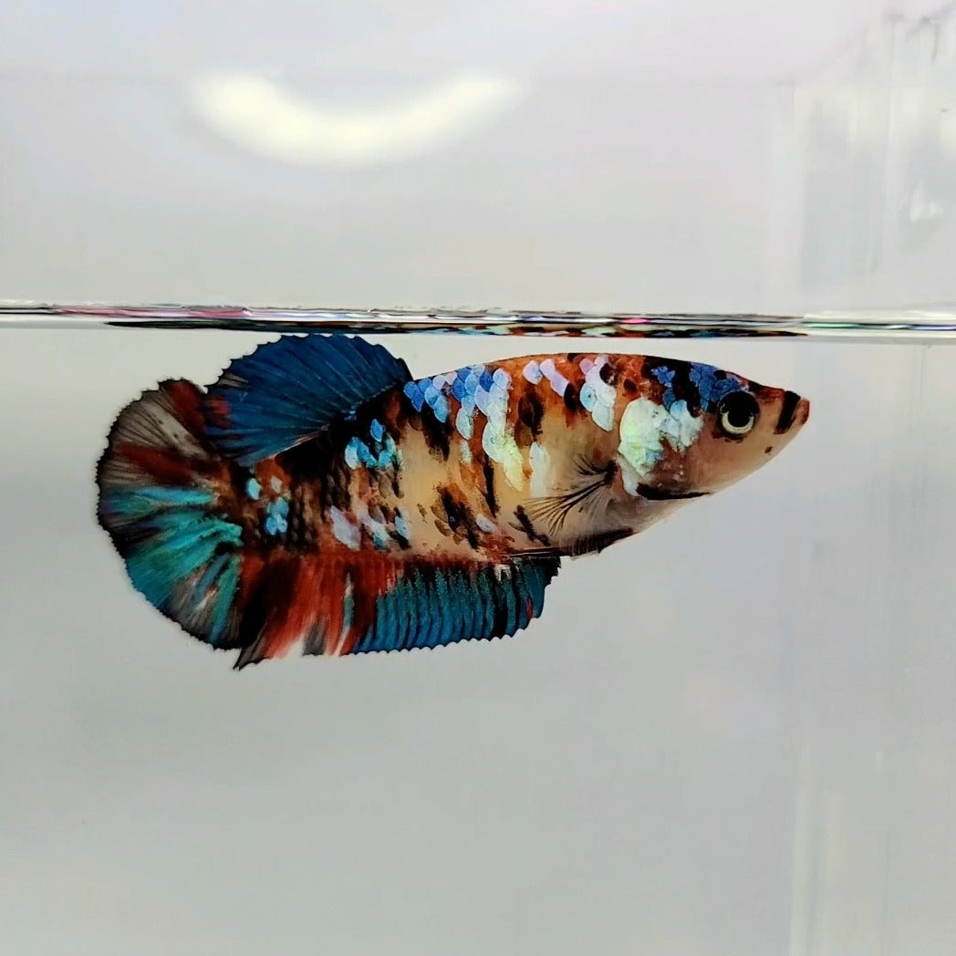 Giant Galaxy Koi Female Betta Fish GB-0283 — JV Betta