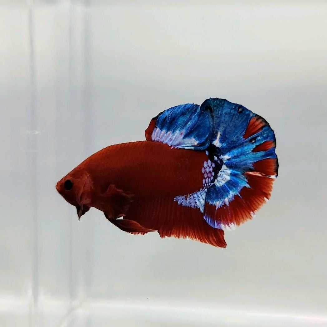 Hellboy Male Betta Fish HB-0295 — JV Betta
