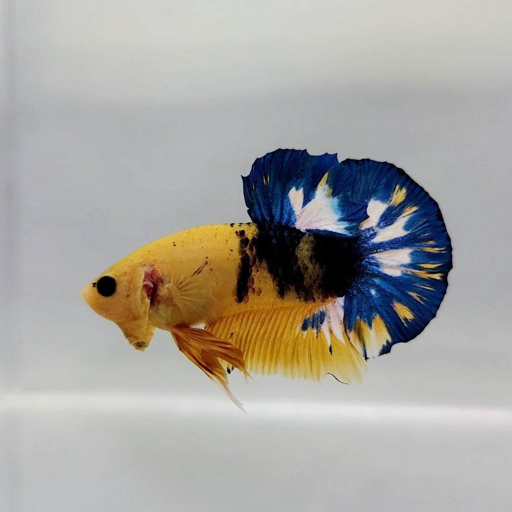 Yellow Hellboy Male Betta Fish YH-0302 — JV Betta