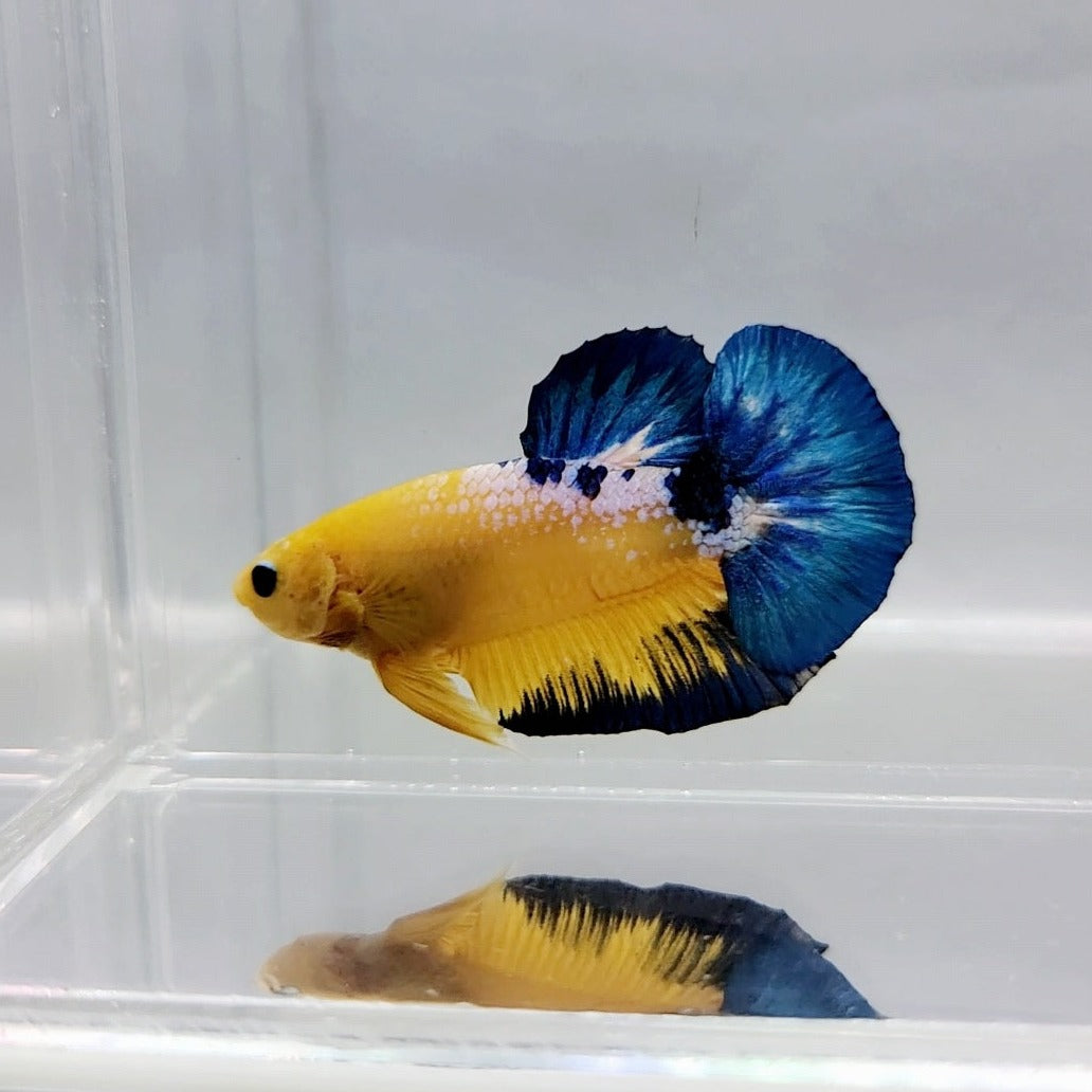 Yellow Hellboy Male Betta Fish YH-0322 — JV Betta