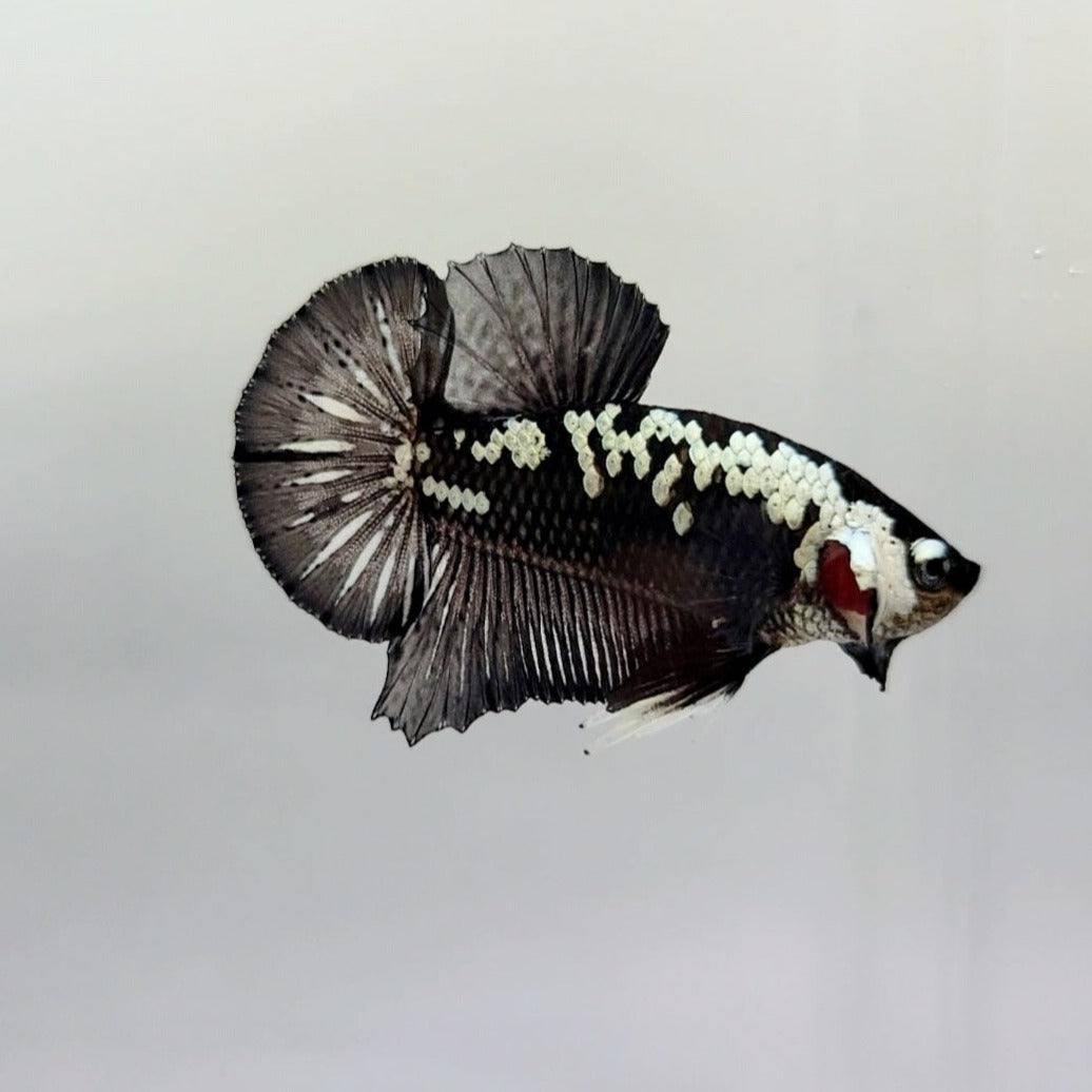 Black Samurai Male Betta Fish BS-0352 — JV Betta