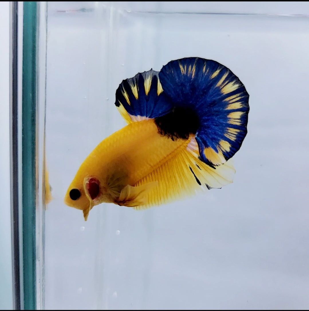 Yellow Hellboy Male Betta Fish YH-0374 — JV Betta