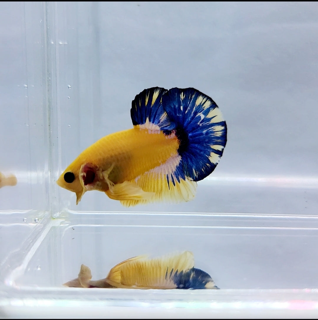 Yellow Hellboy Male Betta Fish YH-0375 — JV Betta