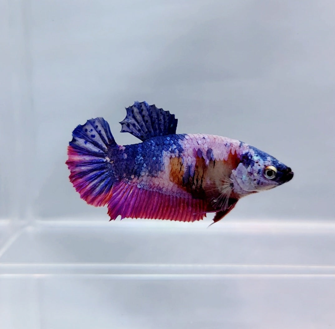 Galaxy Koi Female Betta Fish GK-0377 — JV Betta