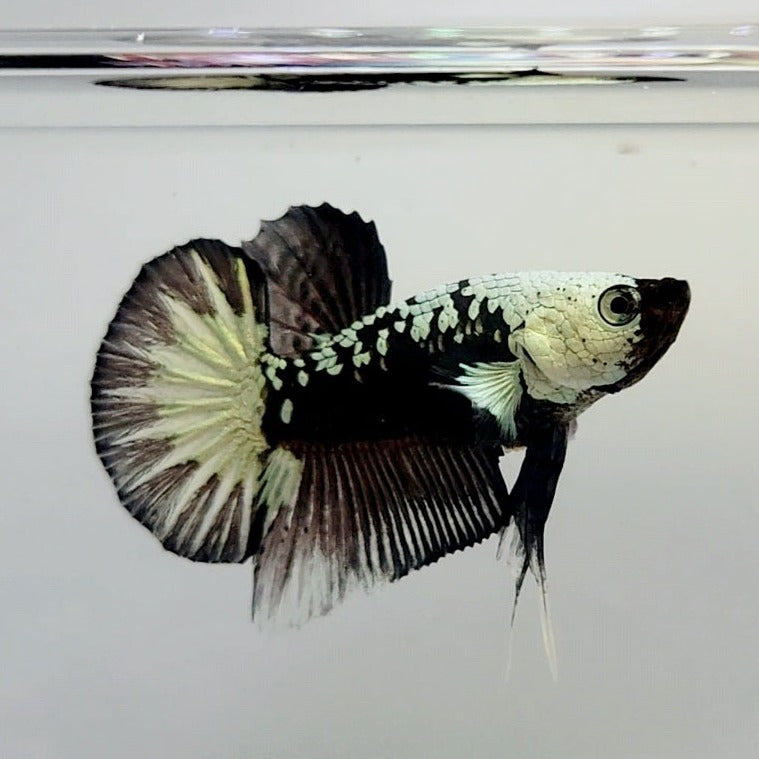 Black Samurai Male Betta Fish BS-0426 — JV Betta
