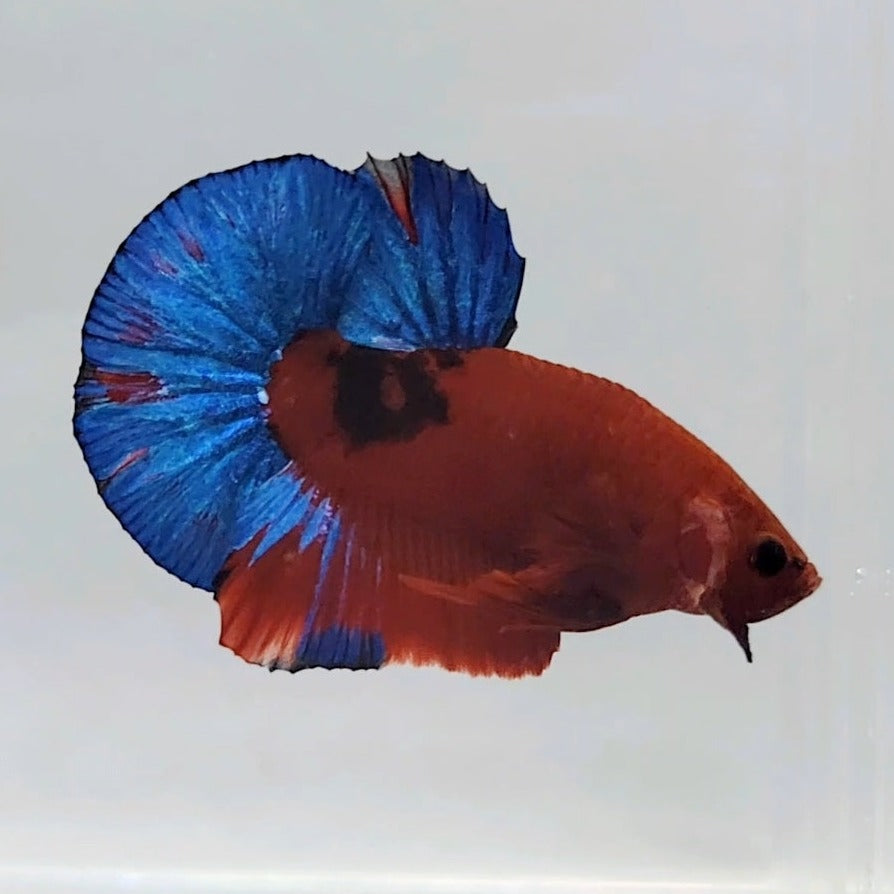 Hellboy Male Betta Fish HB-0485 — JV Betta